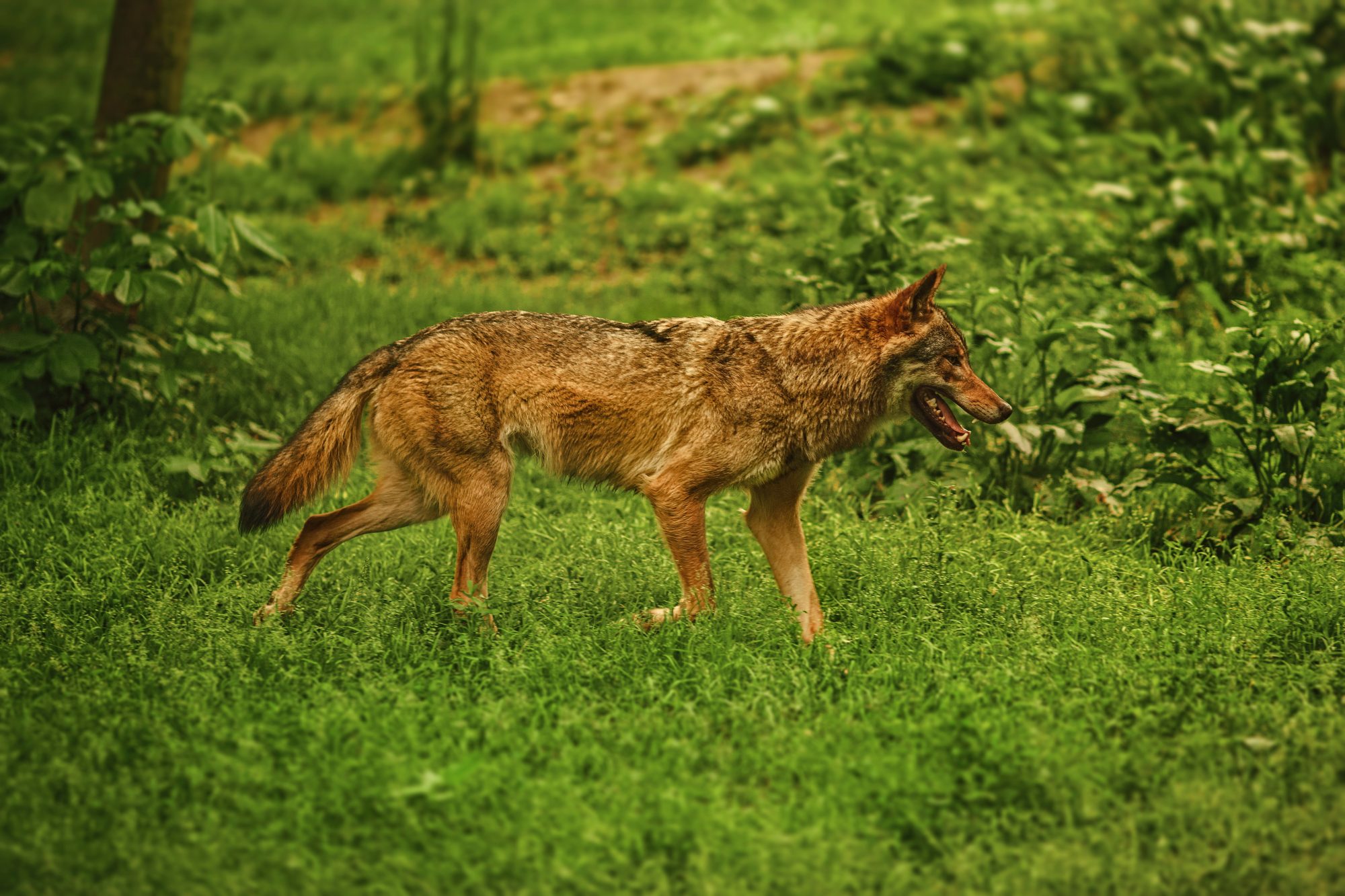 How to humanely evict a coyote, fox, or a bobcat family - DFW Wildlife ...